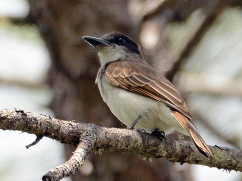 Loggerhead Kingbird - eBird
