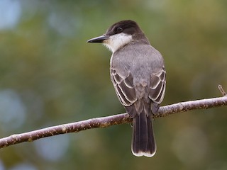 Loggerhead Kingbird - eBird