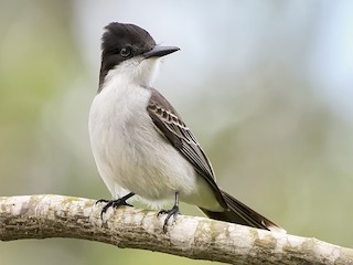 Loggerhead Kingbird - eBird