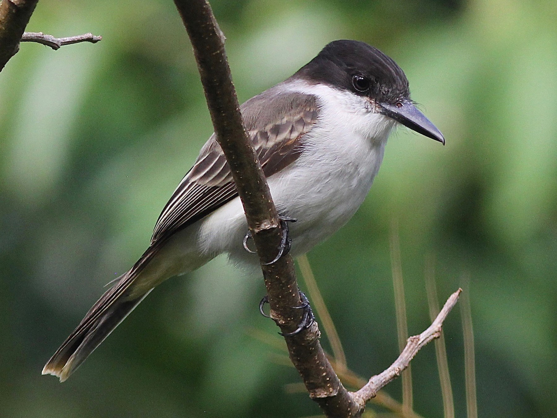 Loggerhead Kingbird - eBird
