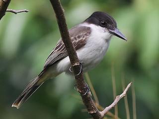 Loggerhead Kingbird - eBird