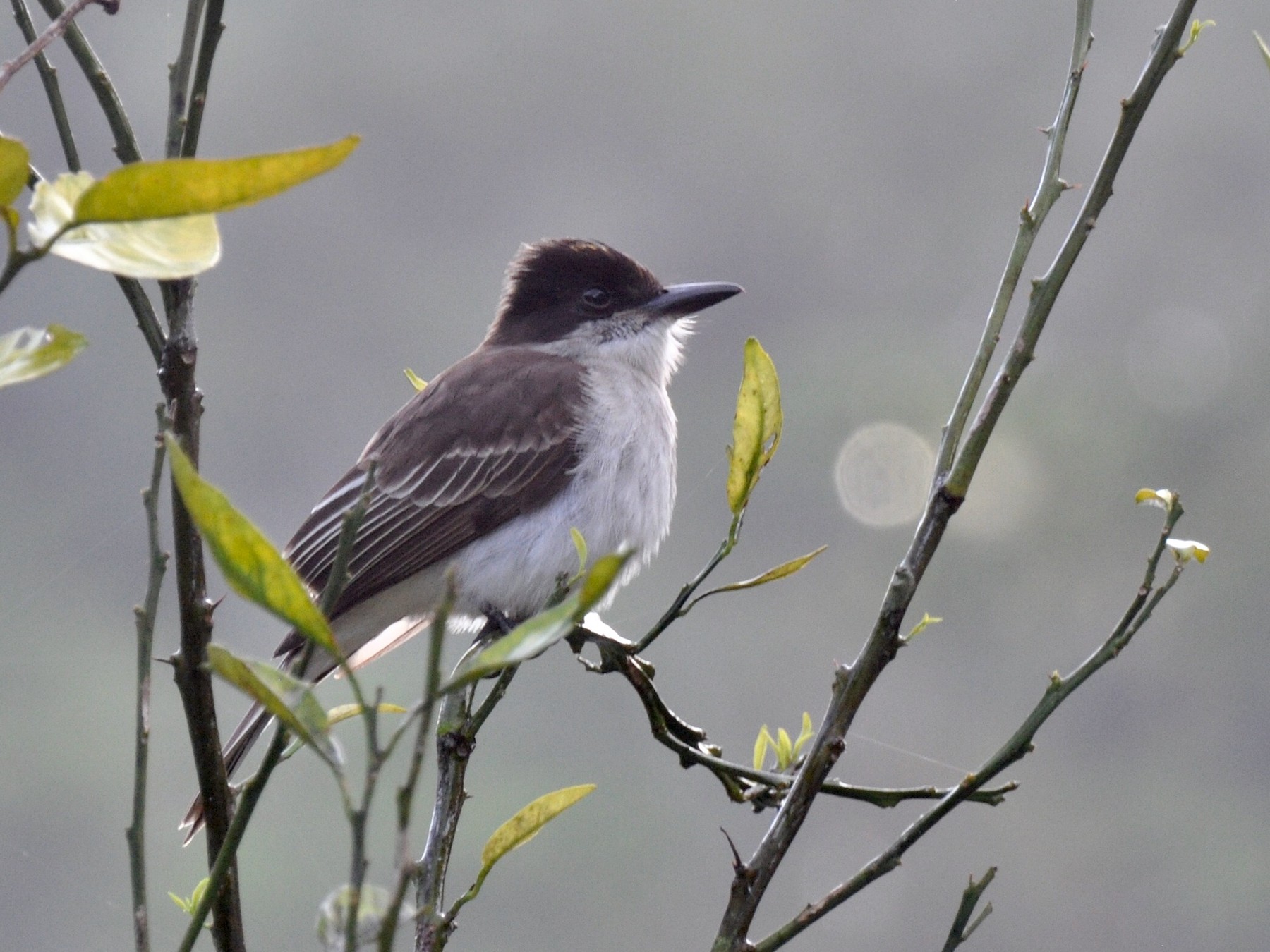 Loggerhead Kingbird - eBird