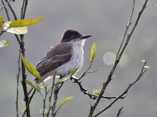 Loggerhead Kingbird - eBird