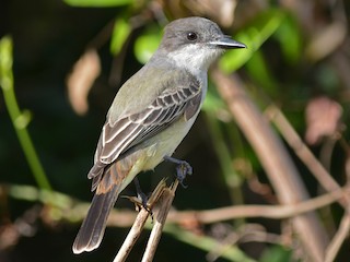 Loggerhead Kingbird - eBird