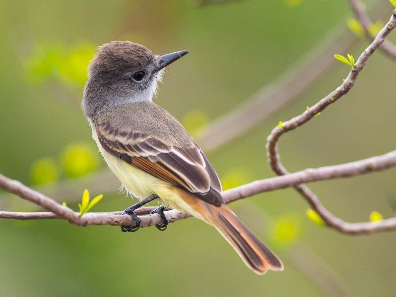 Lesser Antillean Flycatcher - eBird