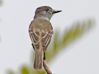 Lesser Antillean Flycatcher - eBird