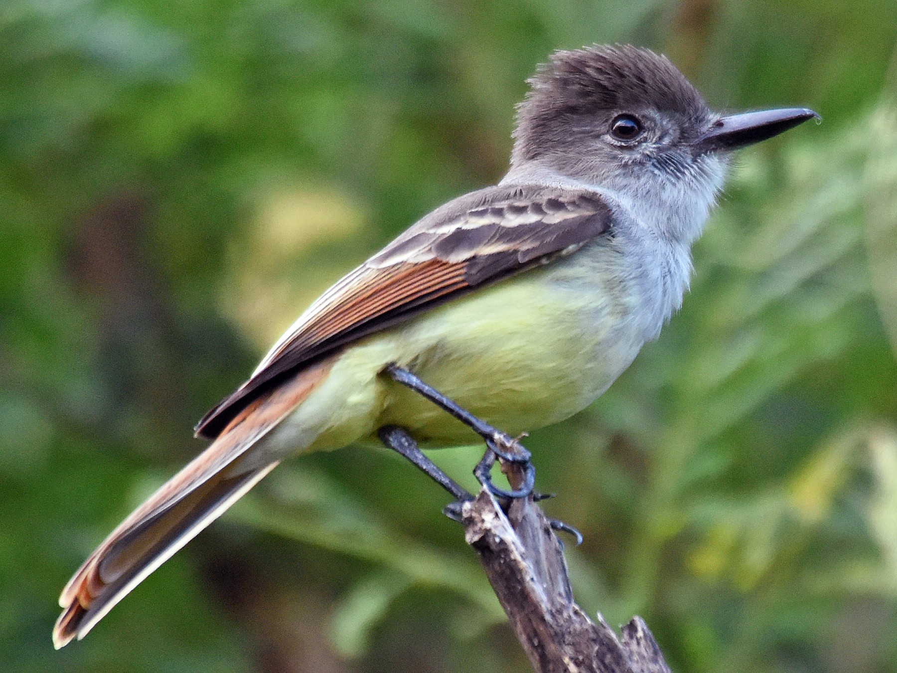 Lesser Antillean Flycatcher - eBird España