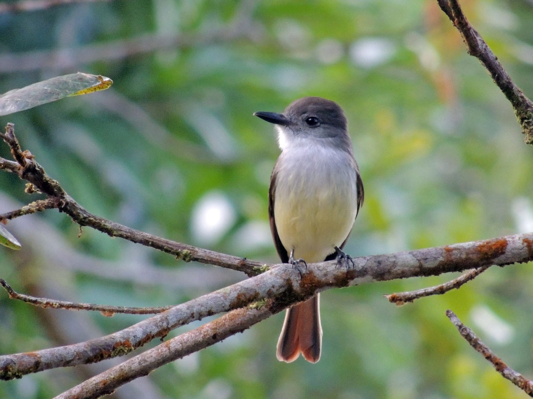 Lesser Antillean Flycatcher - eBird