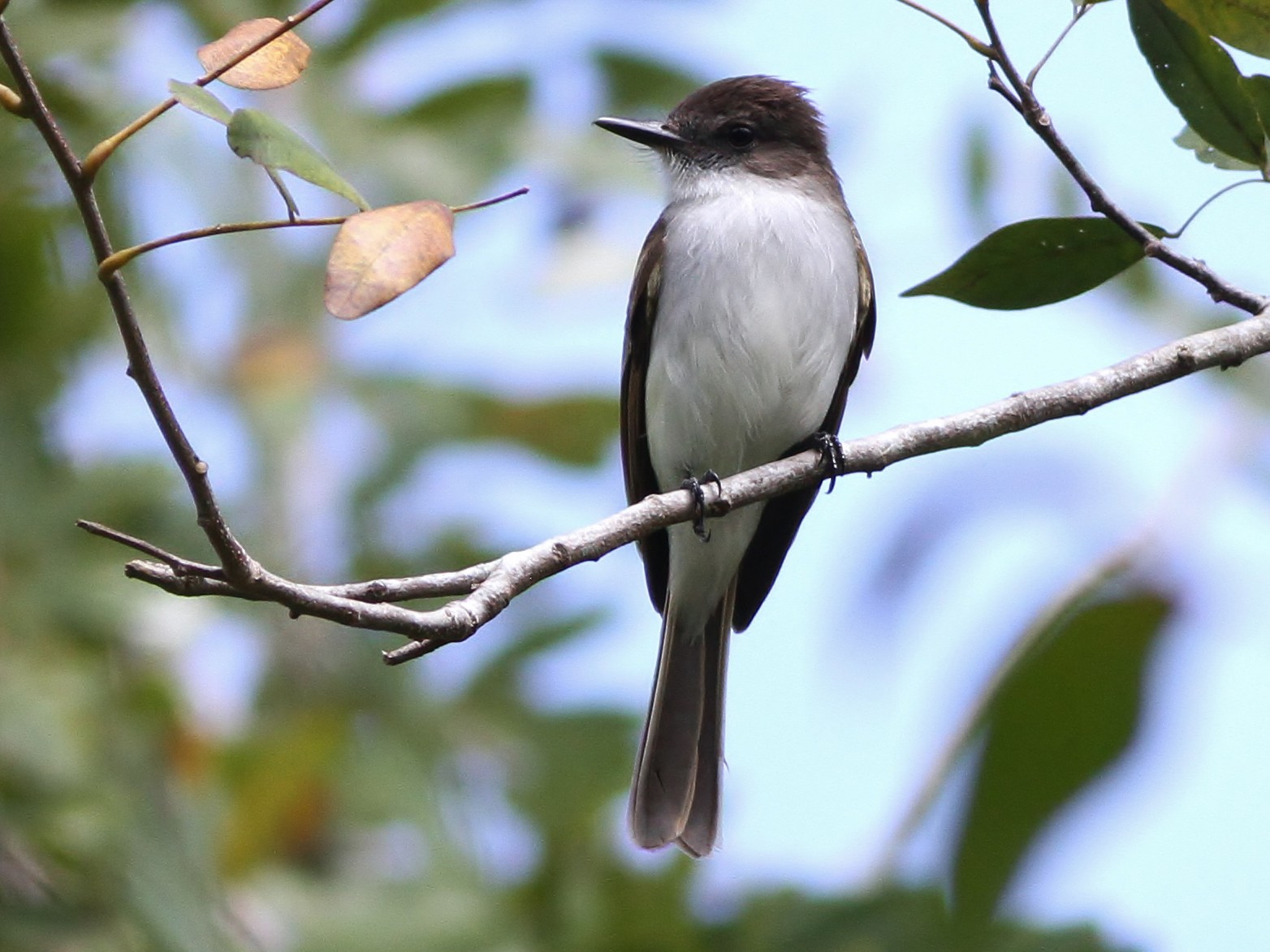 Juí de Puerto Rico - eBird