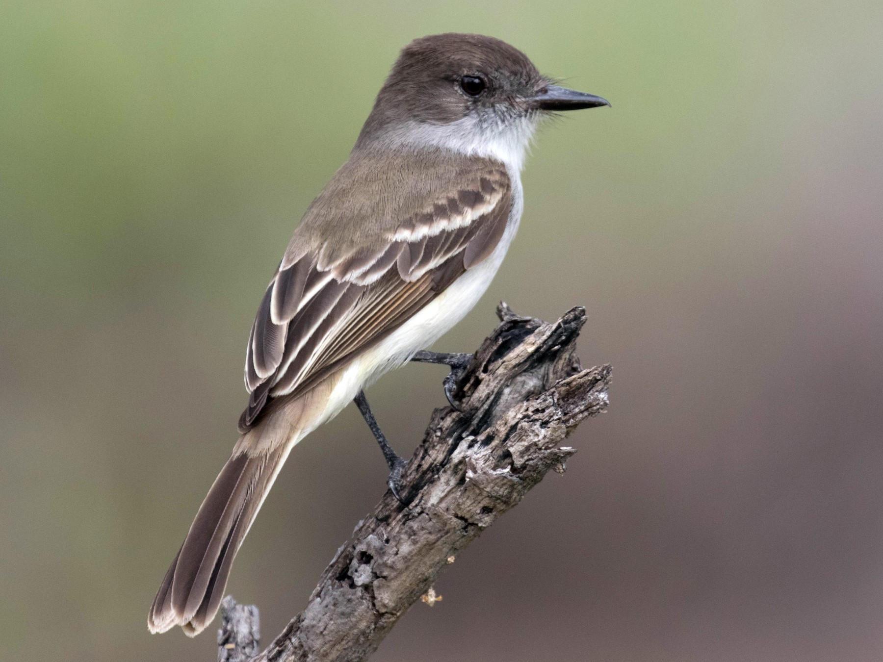 Puerto Rican Flycatcher - eBird