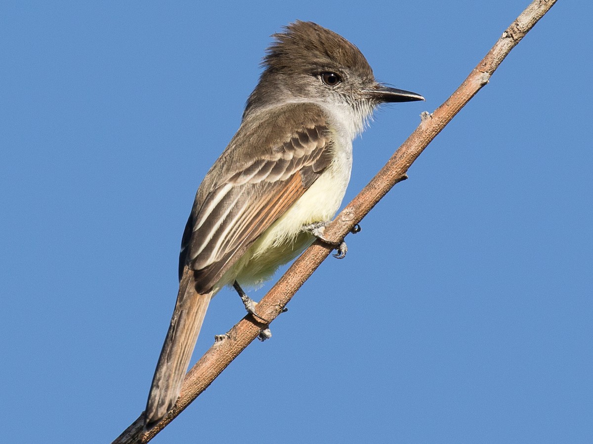 Stolid Flycatcher - Myiarchus stolidus - Birds of the World