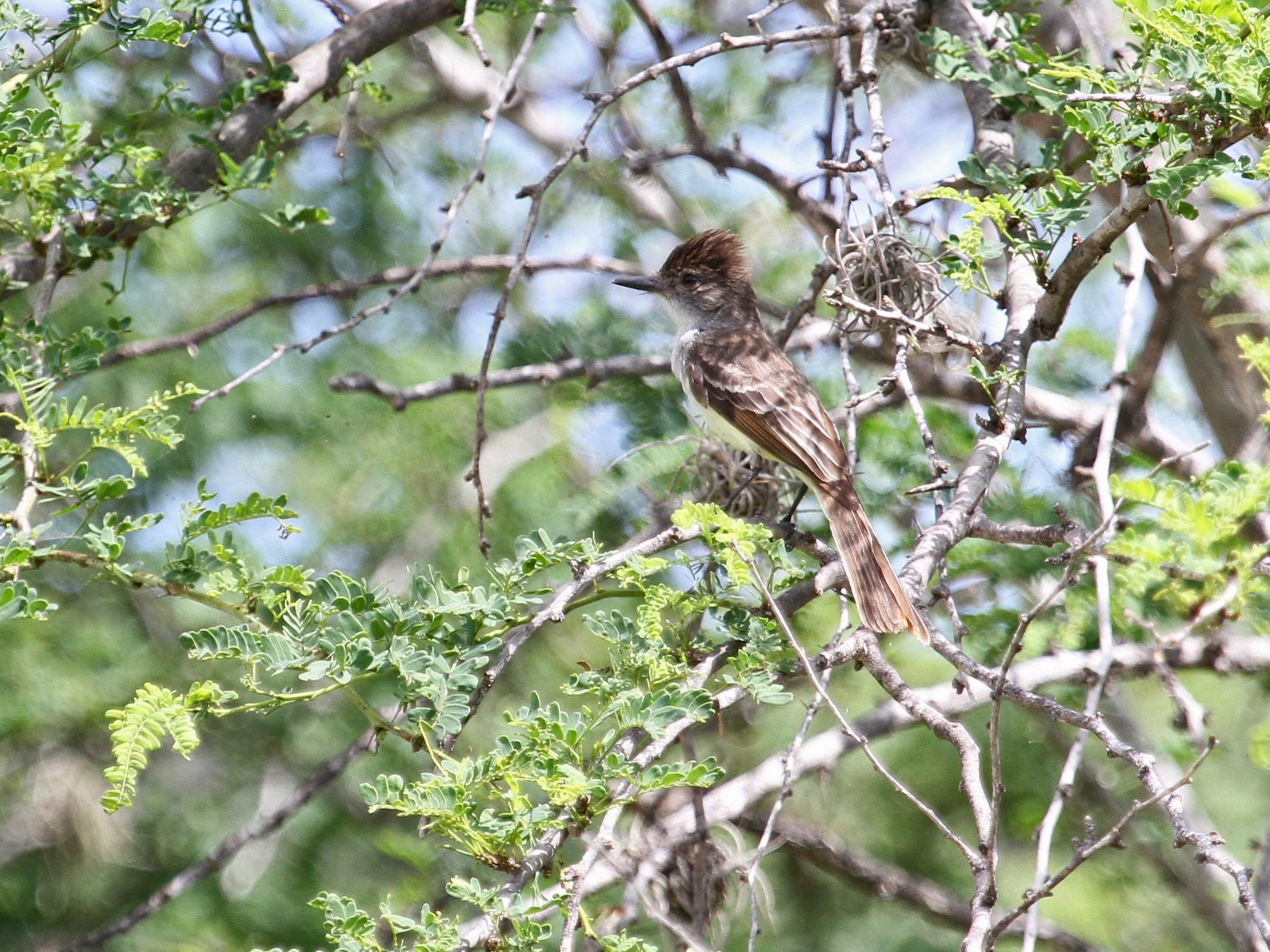 Tyran grosse-tête - eBird