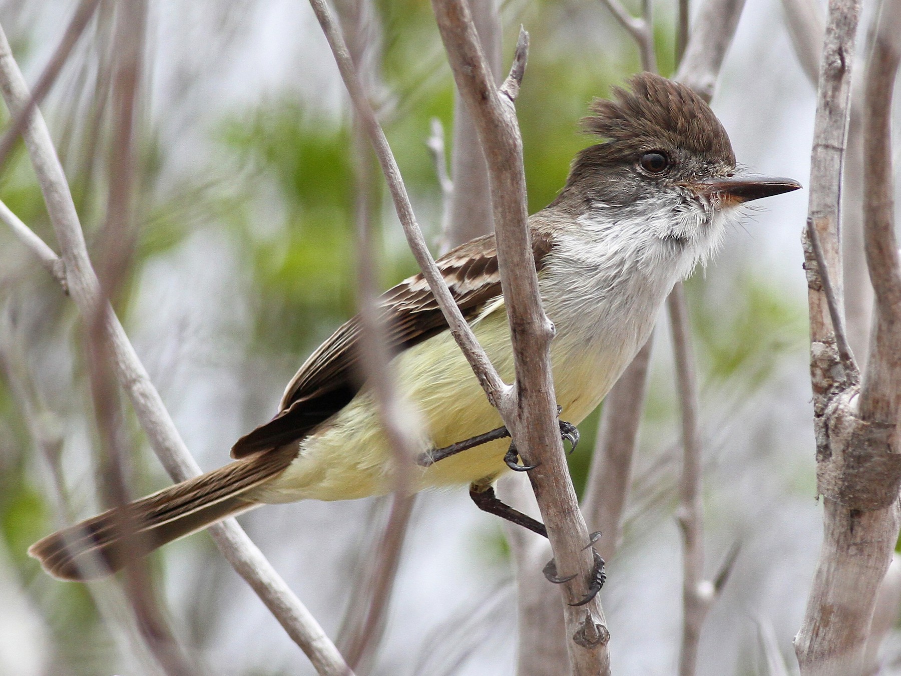 Tyran grosse-tête - eBird