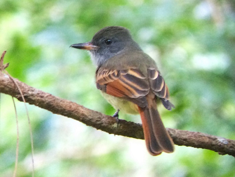 Rufous-tailed Flycatcher - eBird