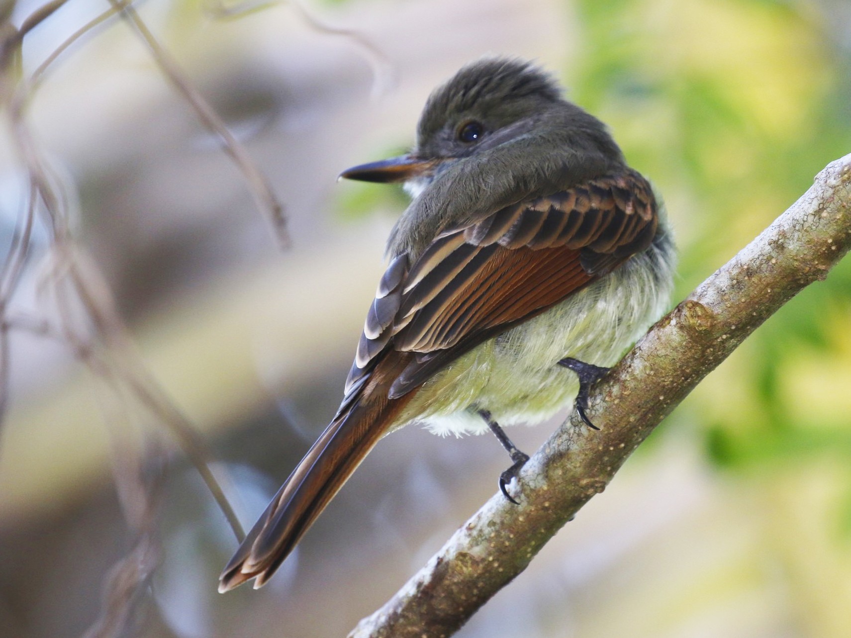Rufous-tailed Flycatcher - eBird