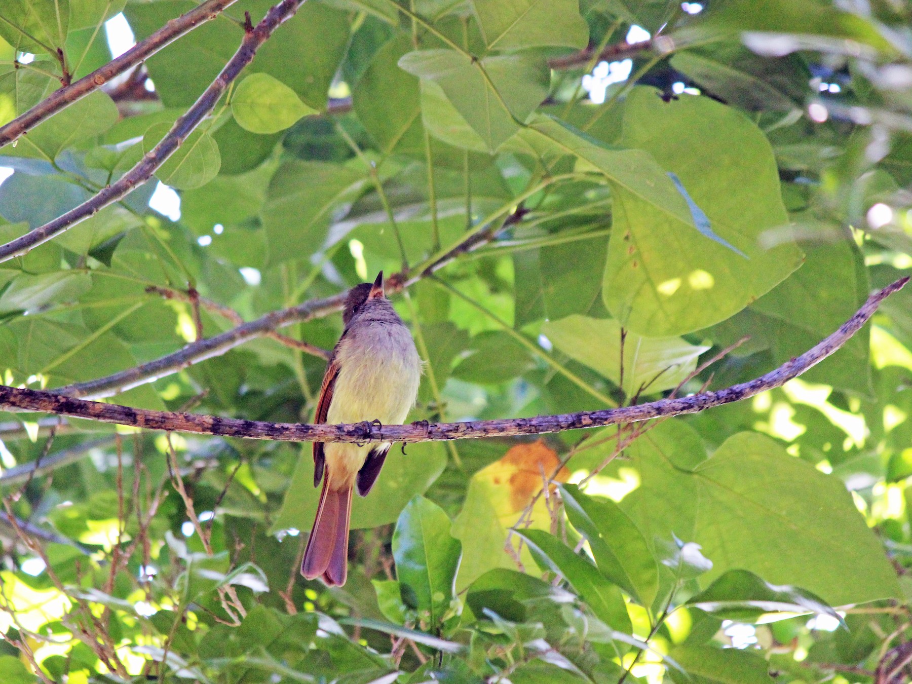 Rufous-tailed Flycatcher - eBird