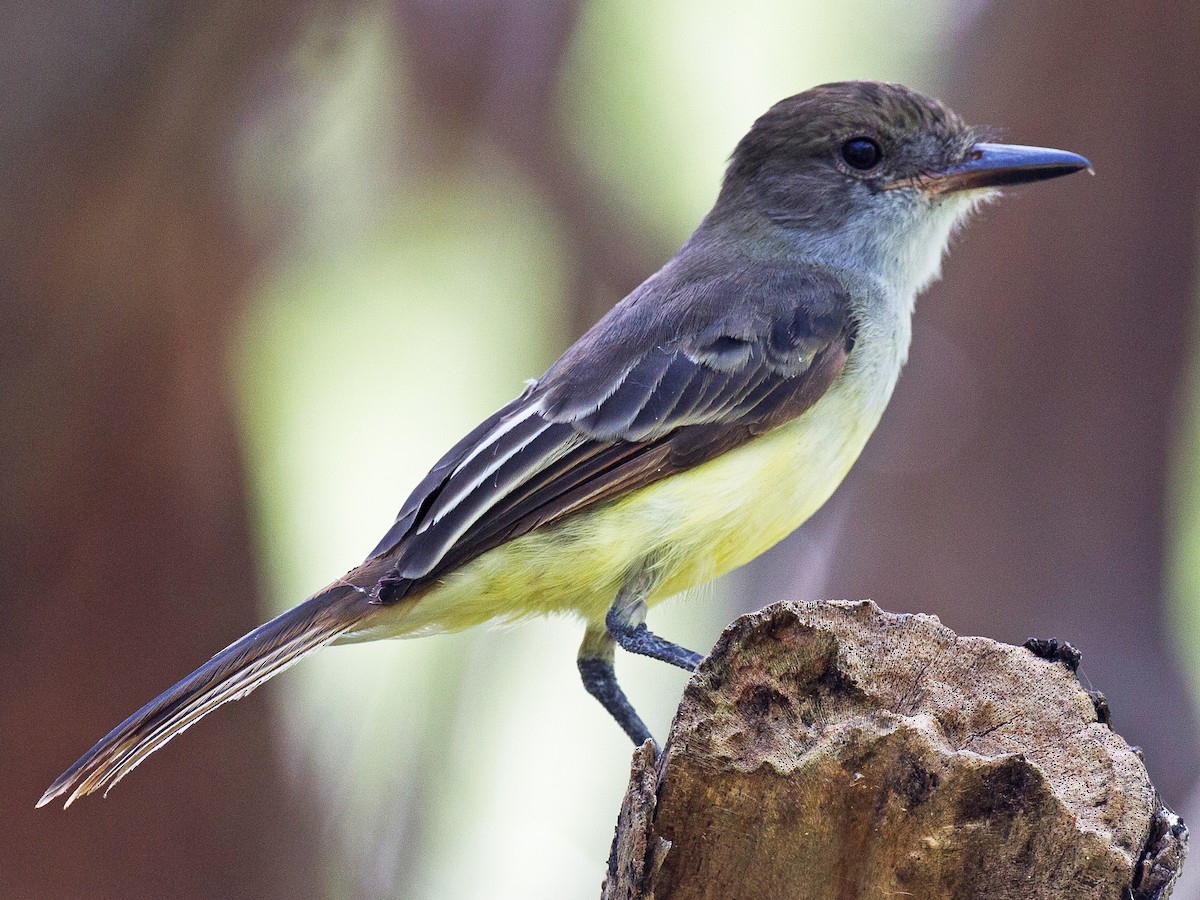 Grenada Flycatcher - Myiarchus nugator - Birds of the World