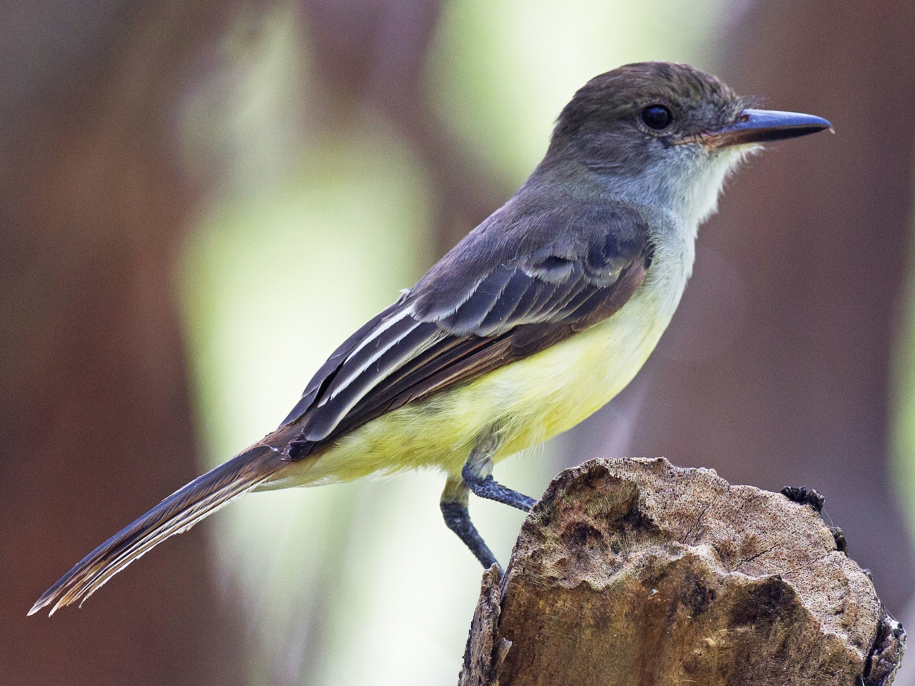 Grenada Flycatcher - eBird