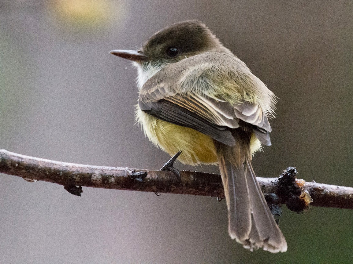 Sad Flycatcher - eBird