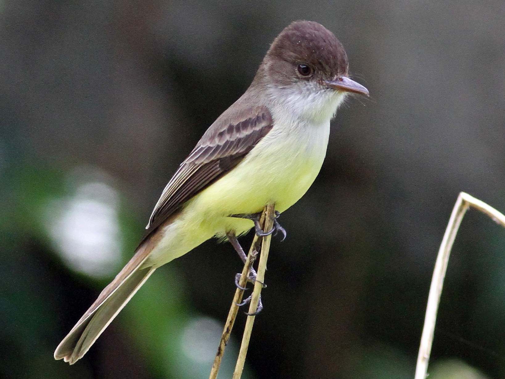 Sad Flycatcher - eBird