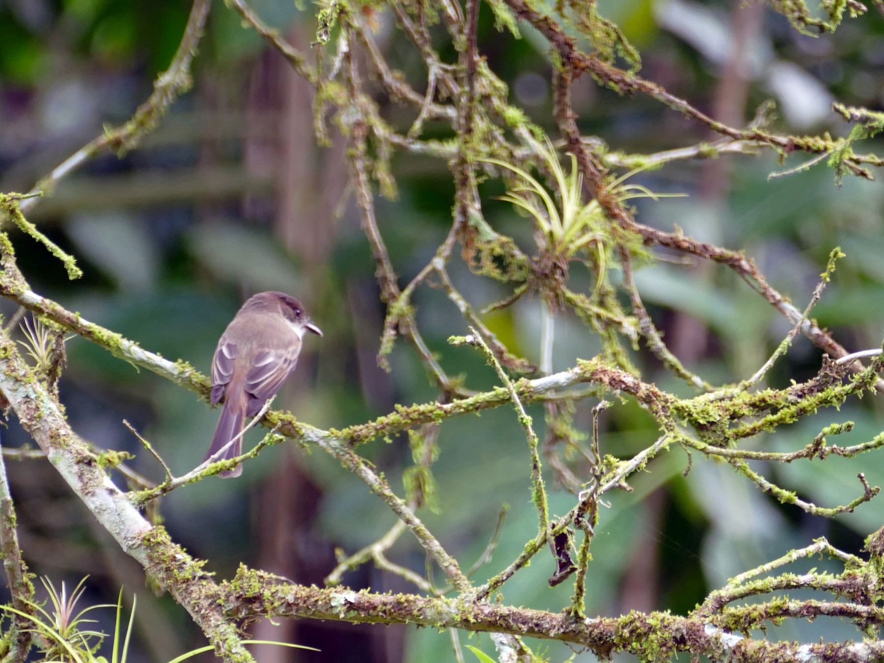 Sad Flycatcher - eBird