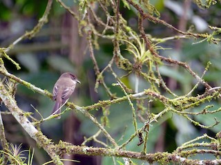 Sad Flycatcher - eBird
