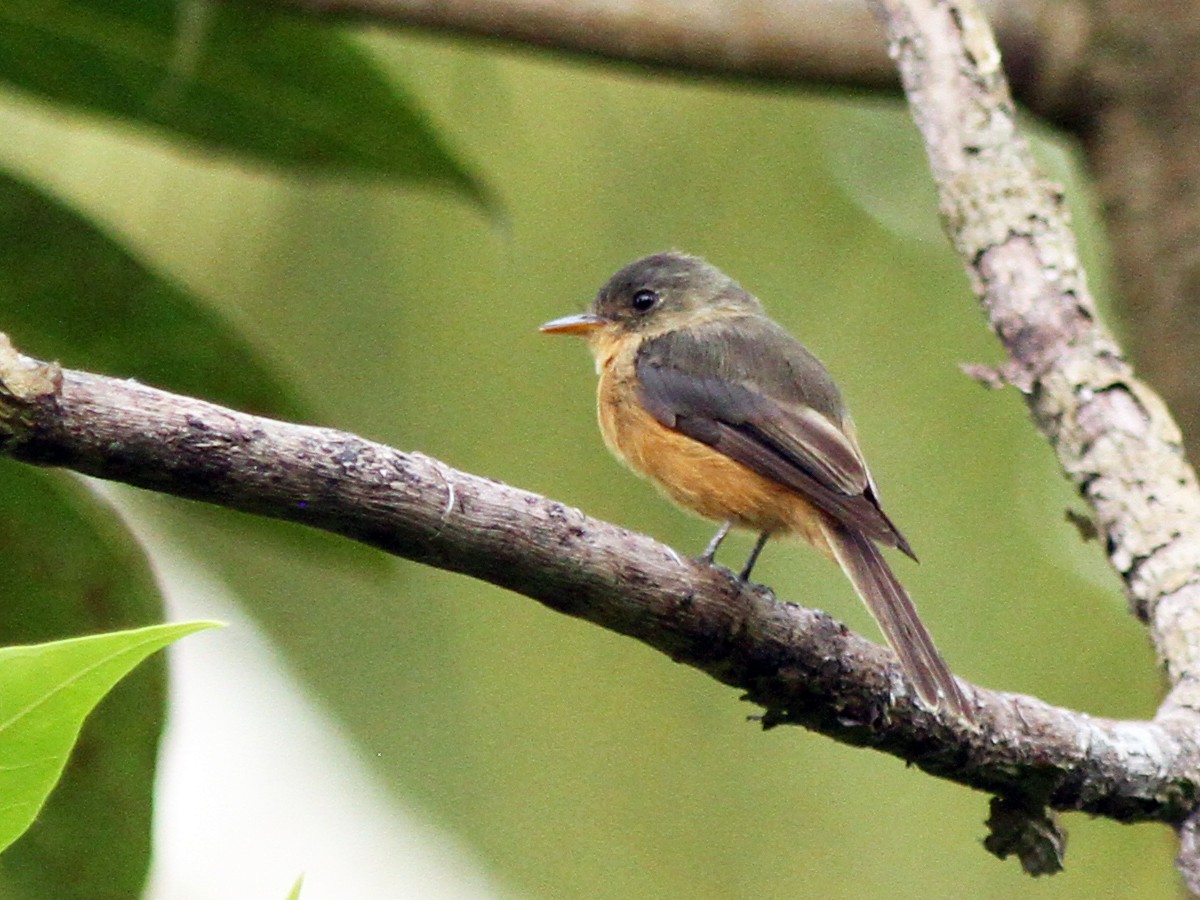 Lesser Antillean Pewee - eBird