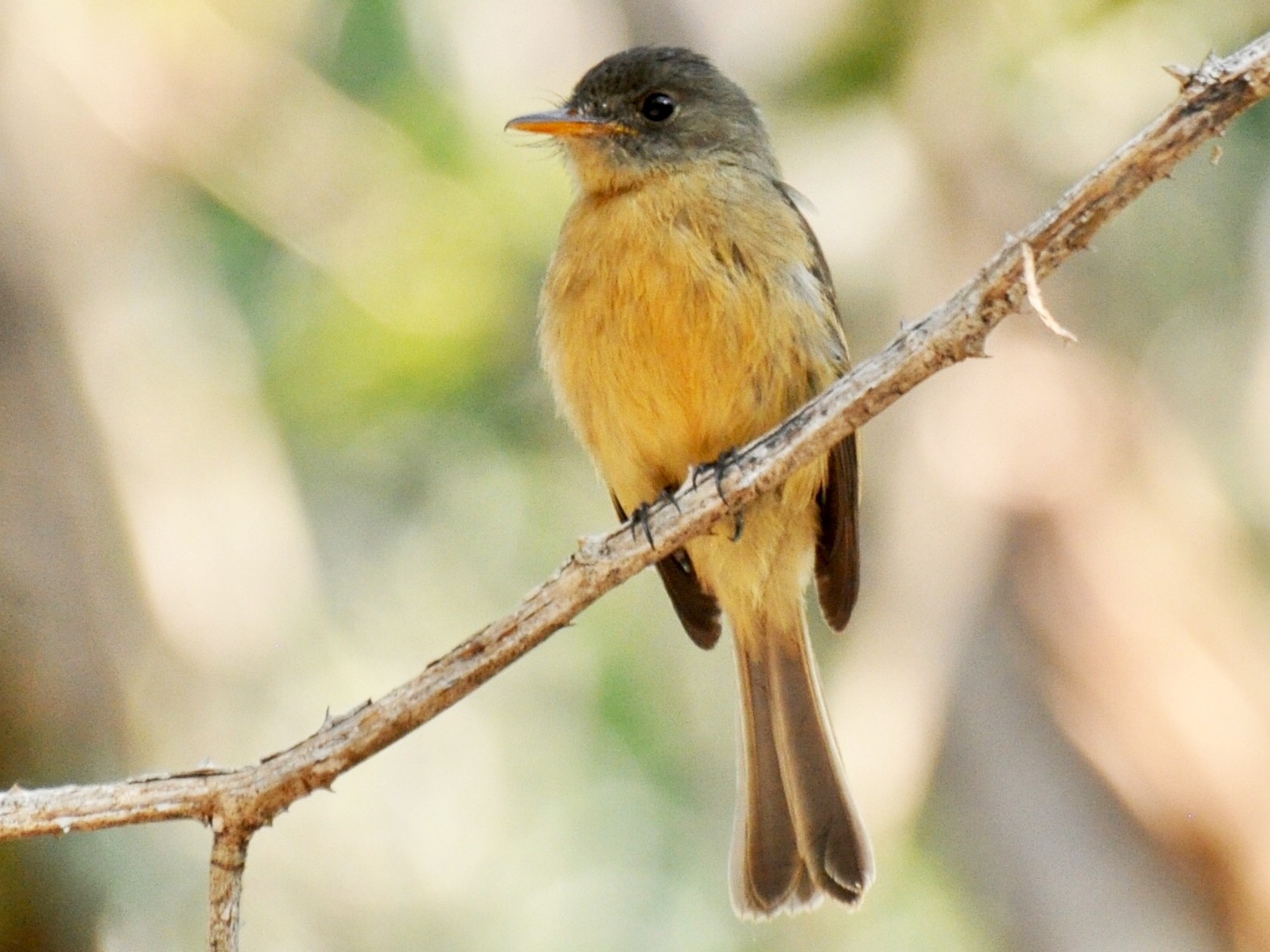 Lesser Antillean Pewee - eBird