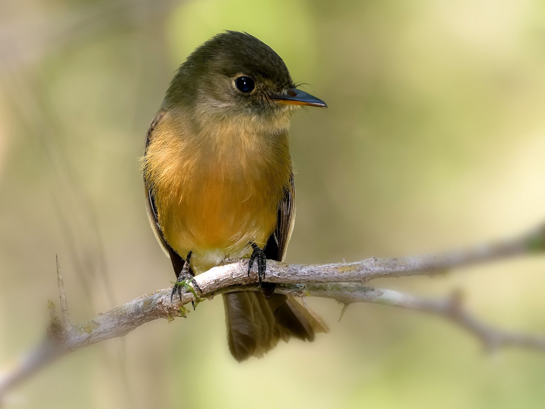 Lesser Antillean Pewee - eBird