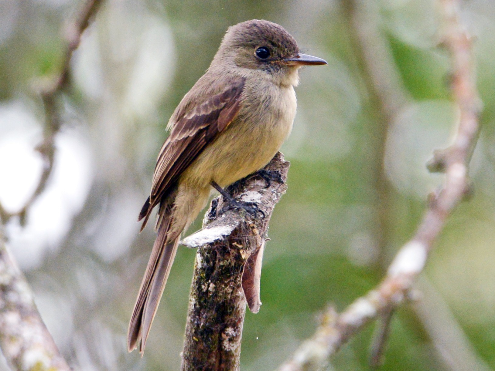Pivi sa Hispaniole - eBird