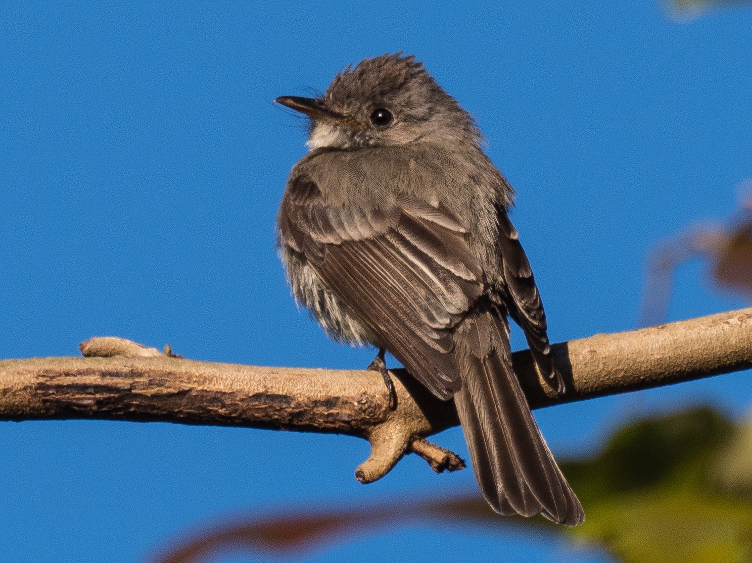 Pivi sa Hispaniole - eBird