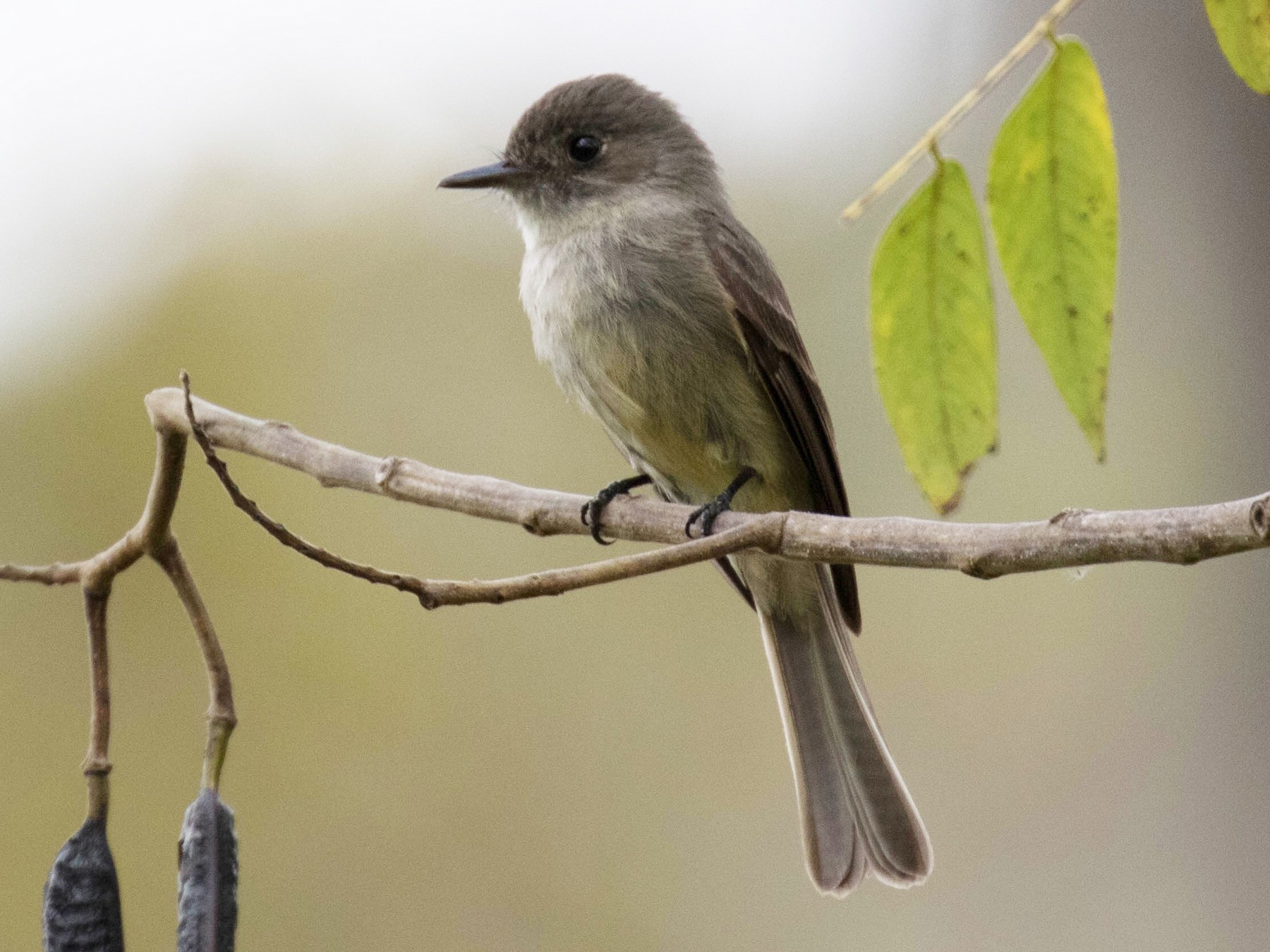 Hispaniolan Pewee - eBird