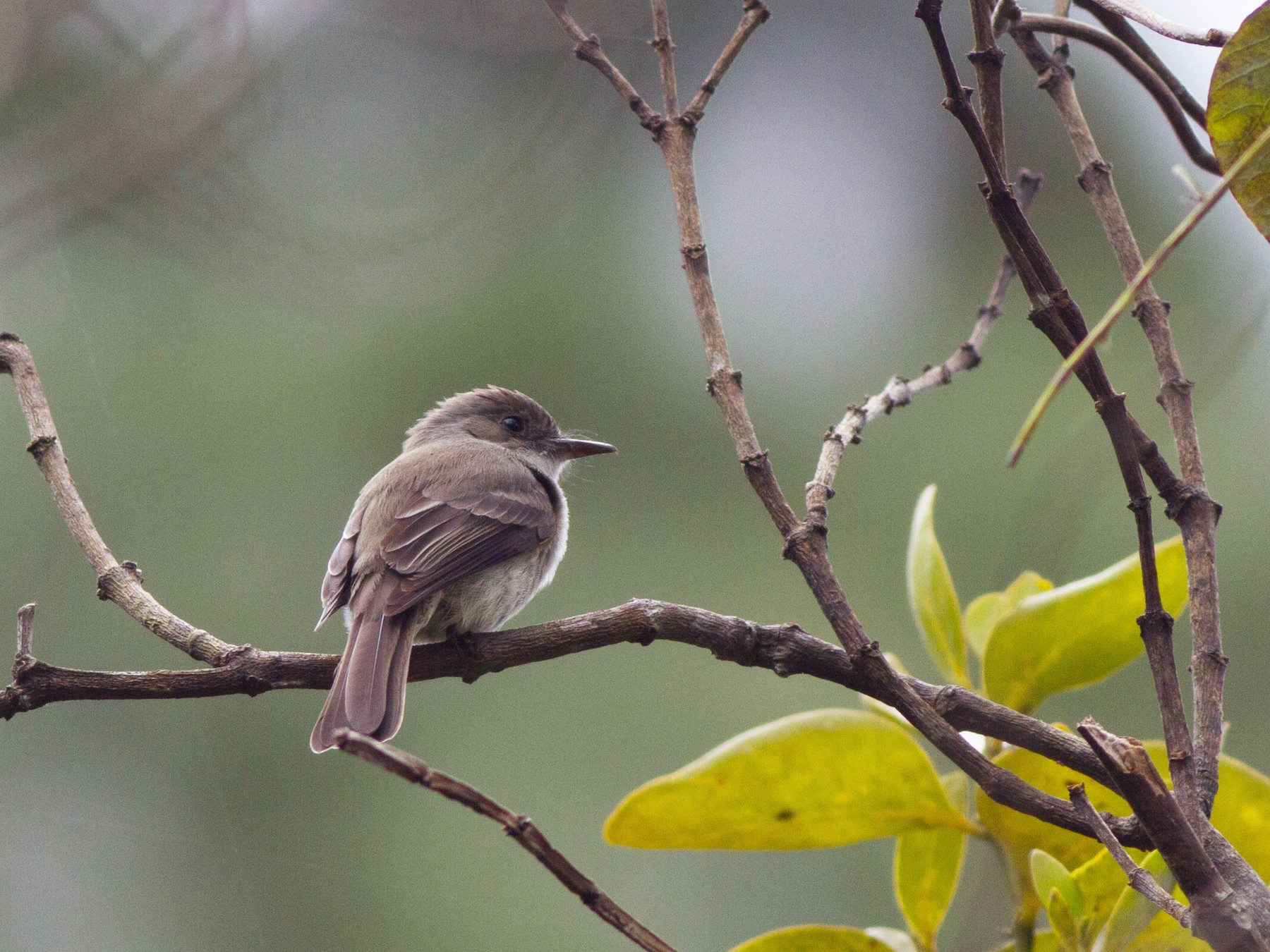 Hispaniolan Pewee - eBird