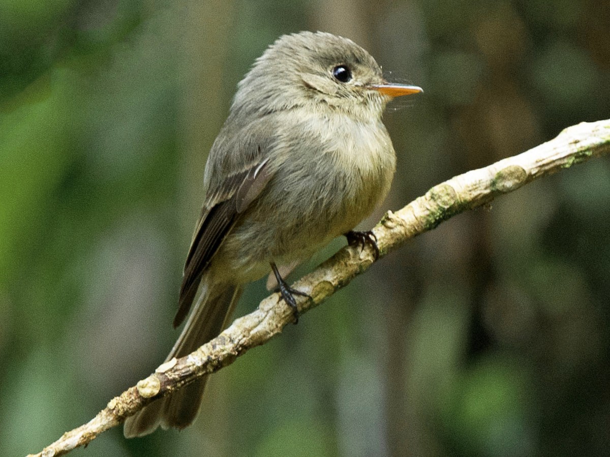 Jamaican Pewee - Contopus pallidus - Birds of the World