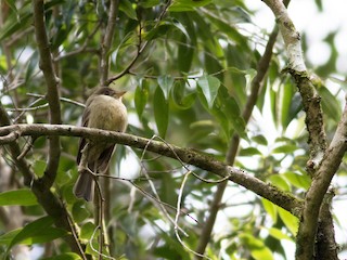 Jamaican Pewee - eBird