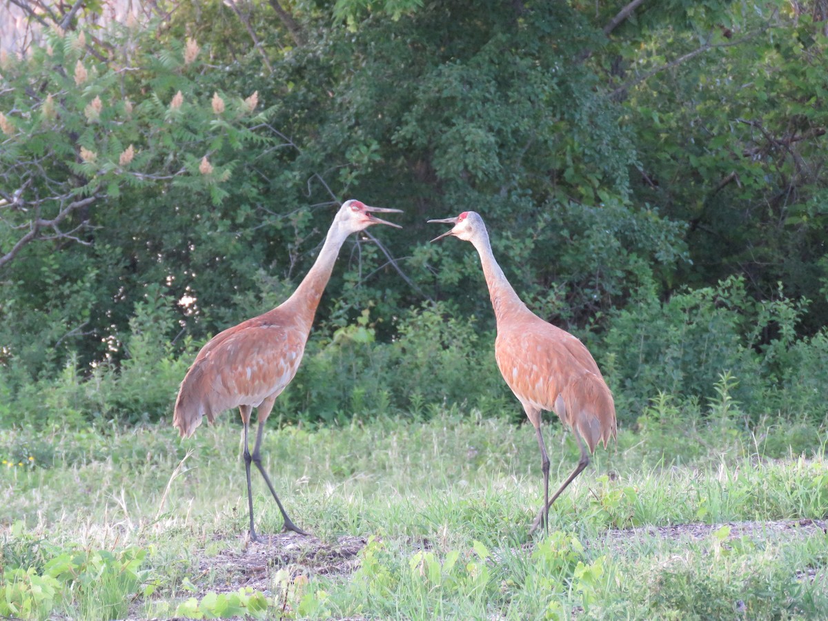 Wisconsin Breeding Bird Atlas Checklist - 27 Jun 2018 - Ken Euers ...