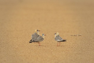 Gray Pratincole - Glareola cinerea - Birds of the World