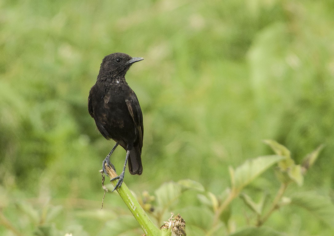 Northern Anteater-Chat - Myrmecocichla aethiops - Birds of the World