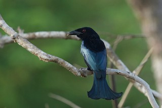 Wallacean Drongo - Dicrurus densus - Birds of the World