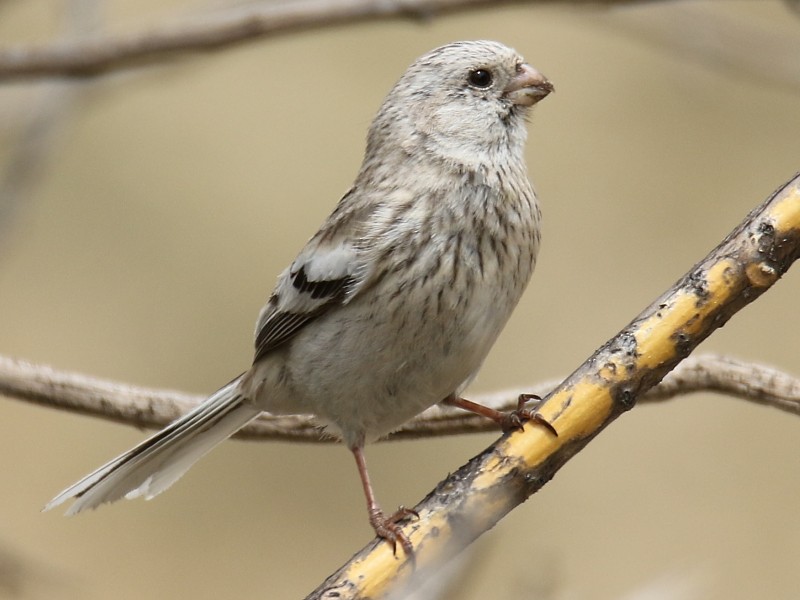 Long-tailed Rosefinch - Carpodacus sibiricus - Media Search - Macaulay ...