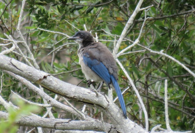 Photos - Island Scrub-Jay - Aphelocoma insularis - Birds of the World