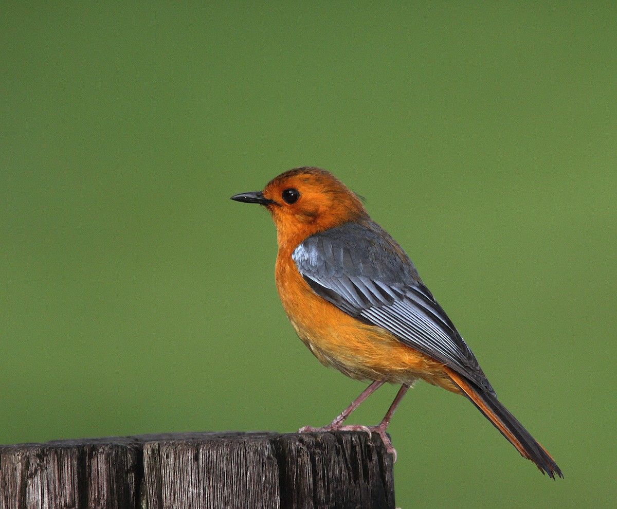Red-capped Robin-Chat - Cossypha natalensis - Birds of the World
