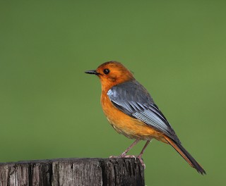 Red-capped Robin-Chat - Cossypha natalensis - Birds of the World