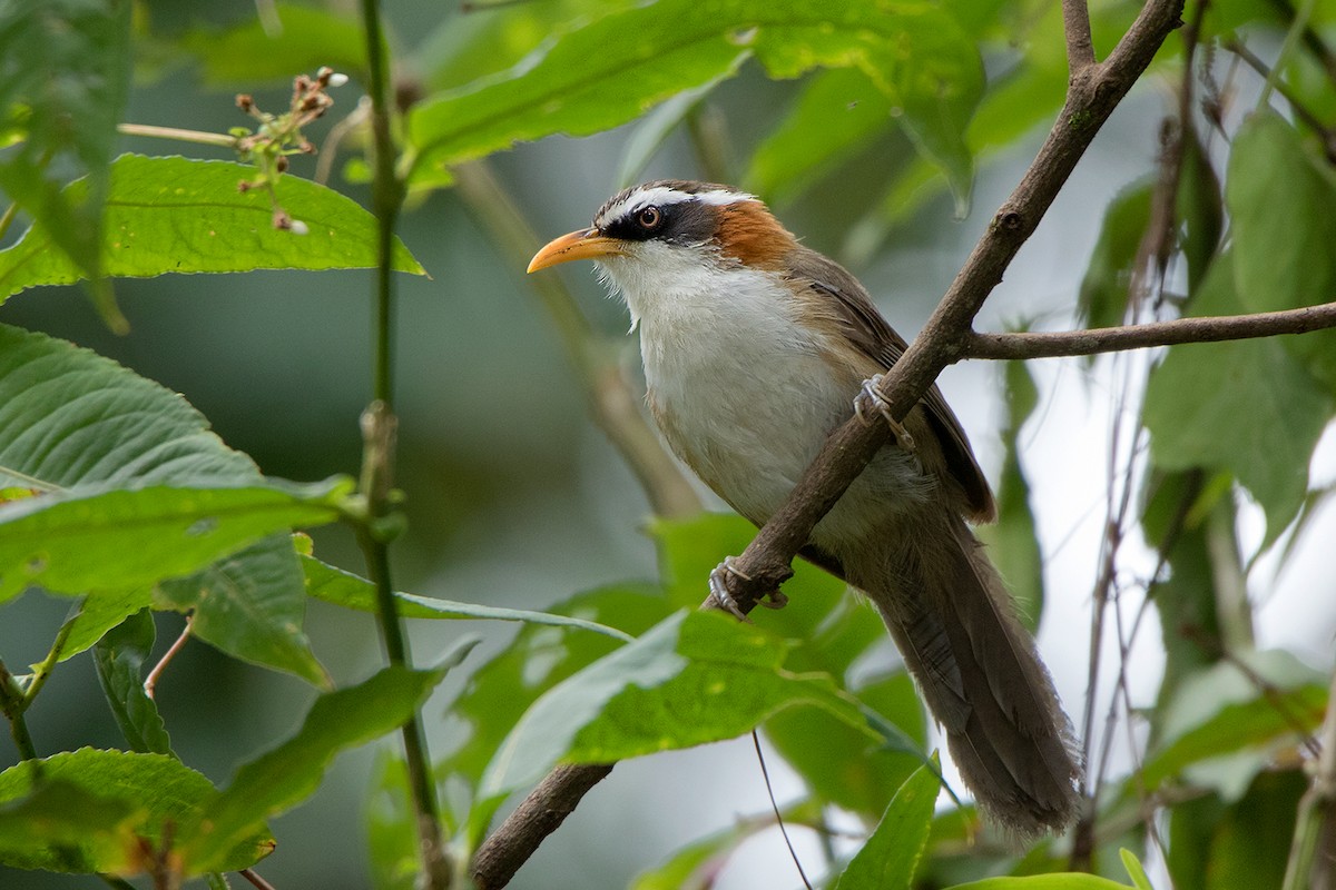 White-browed Scimitar-Babbler - Pomatorhinus schisticeps - Birds of the ...
