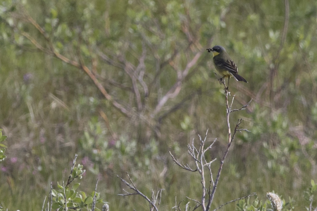 eBird Checklist - 28 Jun 2018 - Dalton Highway—MP 315 (Pond) - 7 species