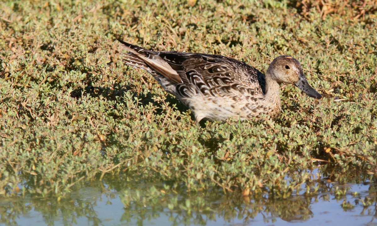 eBird Checklist - 3 Jul 2018 - Riparian Preserve at Gilbert Water Ranch ...