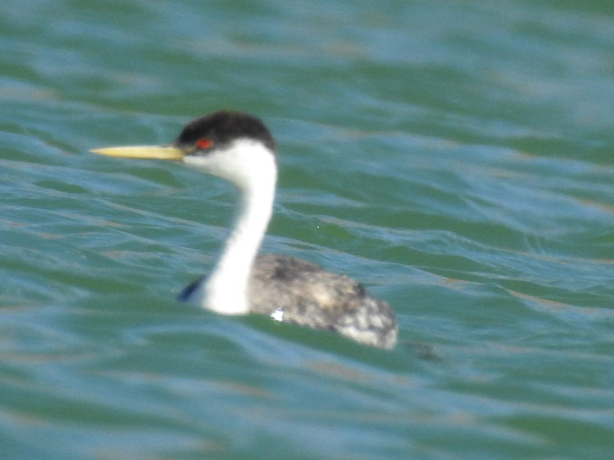 eBird Checklist - 16 Jun 2018 - Newcastle - 9 species