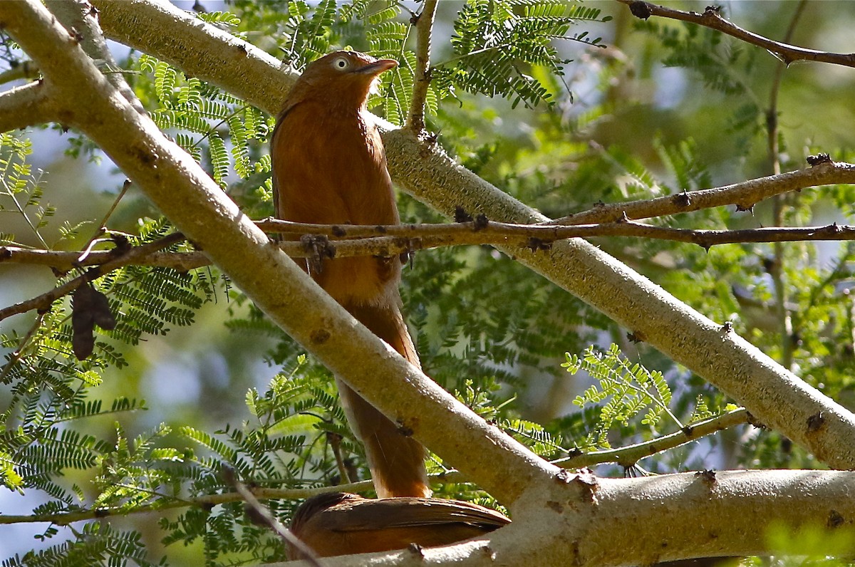 Rufous Chatterer - Argya rubiginosa - Birds of the World