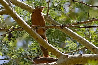 Rufous Chatterer - Argya rubiginosa - Birds of the World