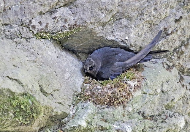 Black Swift Bird